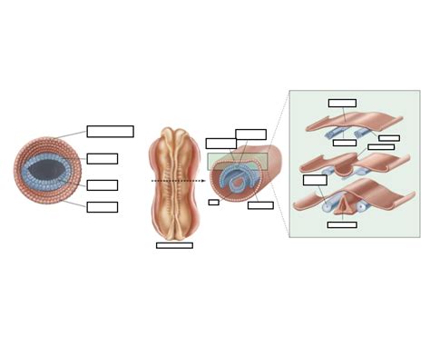 Developmental Sequence Quiz