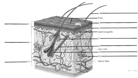 Unit 2 Anatomy Integumentary System Flashcards Quizlet