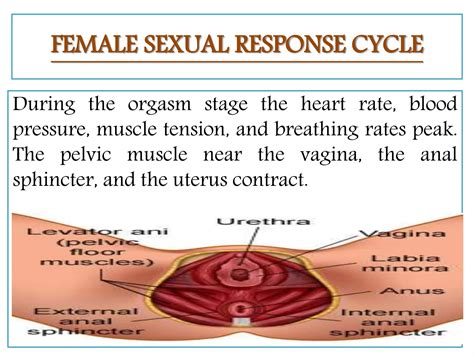 Human Sexuality And Human Sexual Response Cycle PPTX Sexual Conditions Sexual Health