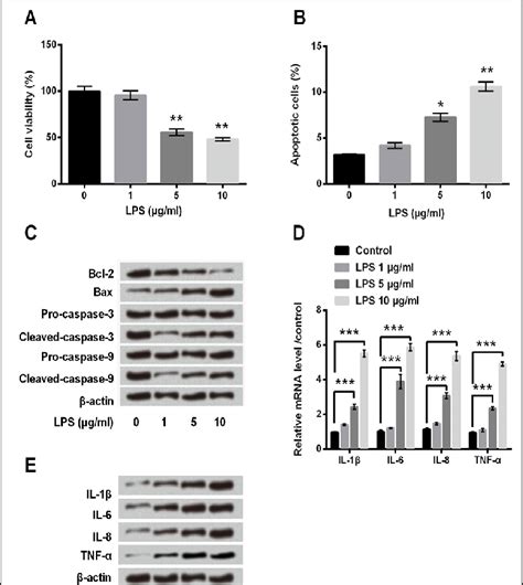 Lps Induced Cell Apoptosis And Inflammation In Pc12 Cells Pc12 Cells