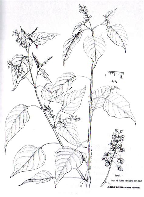 Rivina Humilis Tramil