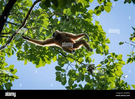 The Lar Gibbon Hylobates Lar Also Known As The White Handed Gibbon