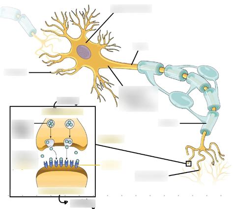 Lecture 4 Nervous Tissue Diagram Quizlet