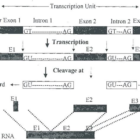 Splicing Of Primary RNA Transcripts RNA Splicing Involves Download Scientific Diagram