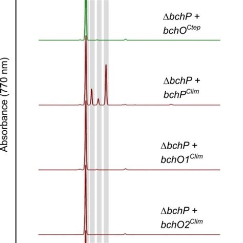 Hplc Elution Profiles Of Bchl Species Extracted From Rba Sphaeroides
