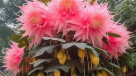 Best Category Tree Of Korea 2 YouTube