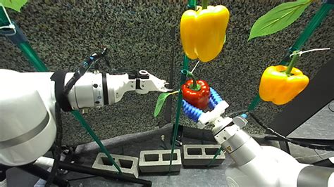 Stem Pepper Object Detection Dataset By Merck