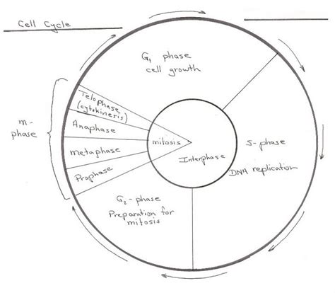 Bio Final Diagram Quizlet