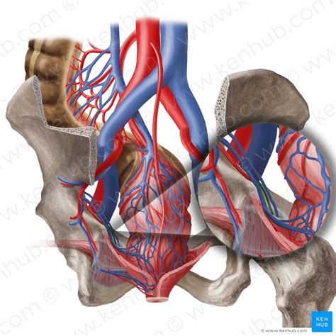 Obturator Artery Anatomy Branches Supply Kenhub
