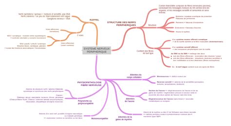 Systeme Nerveux Peripherique Coggle Diagram
