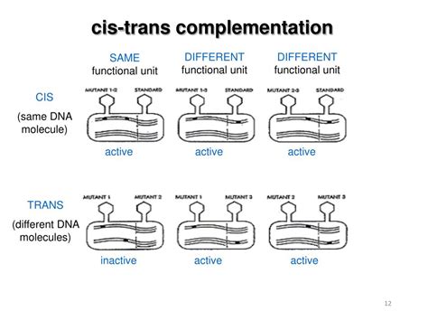 Ppt The Fine Structure Of A Gene By Seymour Benzer Scientific American January 1962 Pg 2