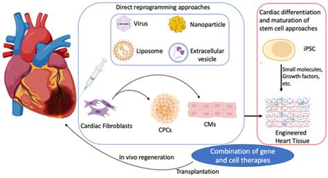 Advances In Cellular Reprogramming Based Approaches For Heart Regenerative Repair