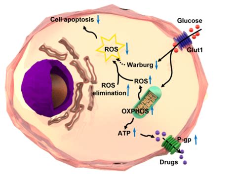 手性核 壳纳米组装体用于体内活性氧的定量监测和成像 Udp糖丨mof丨金属有机框架丨聚集诱导发光丨荧光标记推荐西安齐岳生物