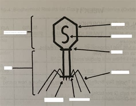 Microbiology Unit Test 1 Diagram Quizlet