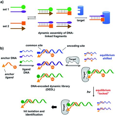 Types Of Dna Libraries At Marie Vaughan Blog