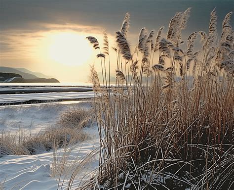 Winter Grass Growing In Winter Land Background Winter Season Daytime