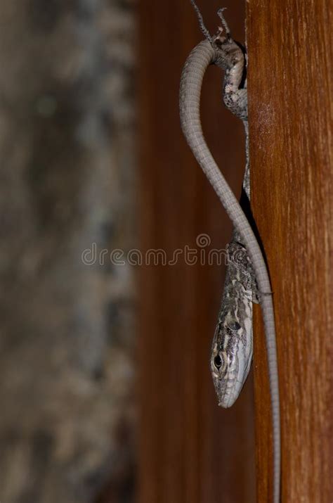 Gran Canaria Giant Lizard Stock Image Image Of Reptiles 254999325