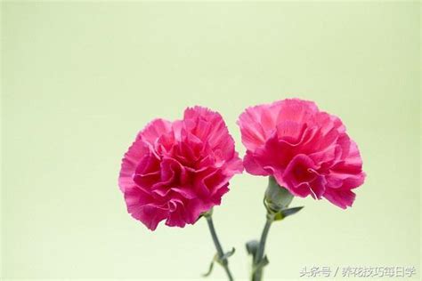 怎麼讓康乃馨快速開花 每日頭條