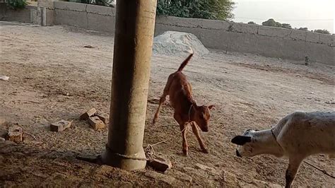 Javed Warraich 7912l Youtube