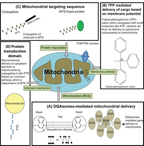 Current Approaches Being Used For Successful Mitochondrial Specific Download Scientific Diagram
