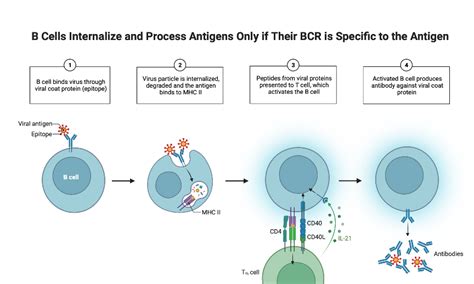 B Cells Internalize And Process Antigens Only If Their Bcr Is Specific