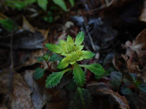 イワボタン ユキノシタ科 私の植物観察日記