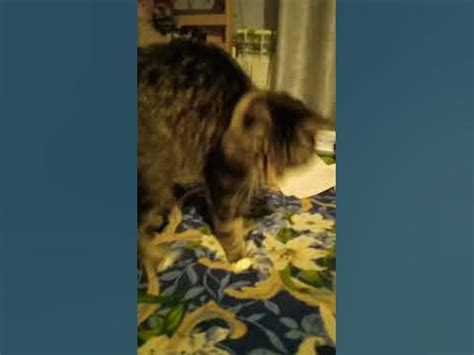 кот поднял лапу и смотрит - YouTube