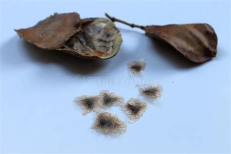 Jacaranda Mimosifolia Tropical Tree Seeds With Wings In Seed Vessel
