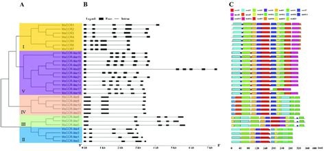 The Gene Structures And Conserved Motifs Of Msccr And Msccr Likes Based Download Scientific