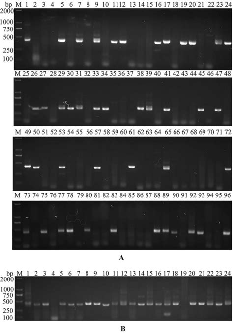 Amplification Of Nb Genes By Nested Pcr A The Second Pcr