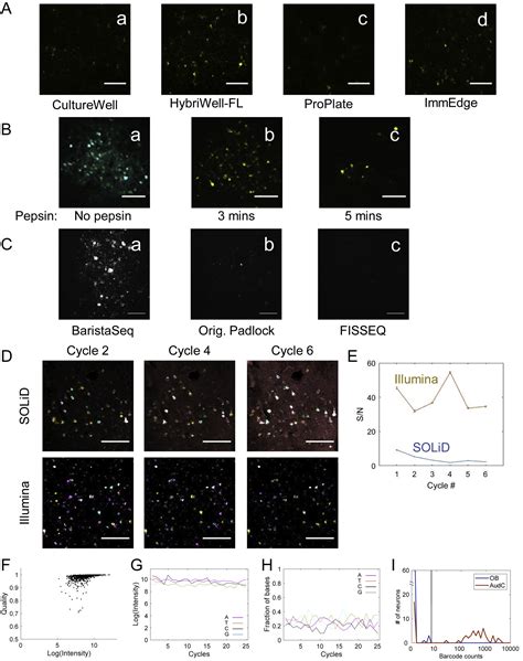 High Throughput Mapping Of Long Range Neuronal Projection Using In Situ Sequencing Cell
