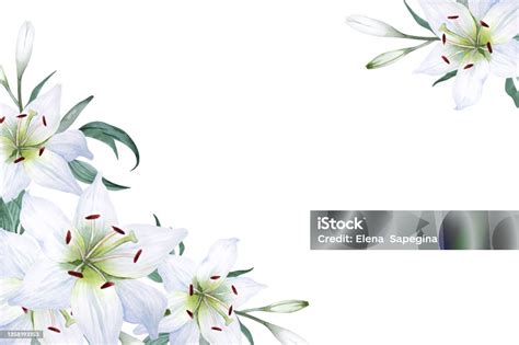 흰색 백합 잎과 싹 두 모서리 프레임 손으로 그린 수채화 공간을 복사합니다 백합에 대한 스톡 벡터 아트 및 기타 이미지 백합 프레임 꽃 식물 Istock