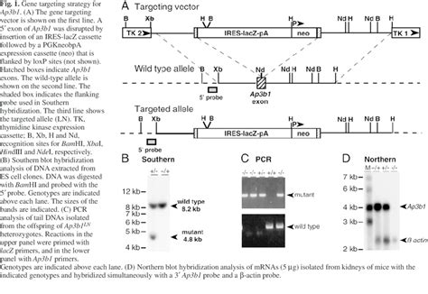 Gene Targeting Strategy For Ap3b1 A The Gene Targeting Vector Is