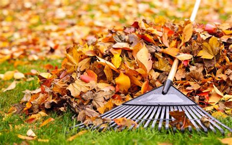 Leaf Clean Up How To Best Handle The Falling Autumn Leaves