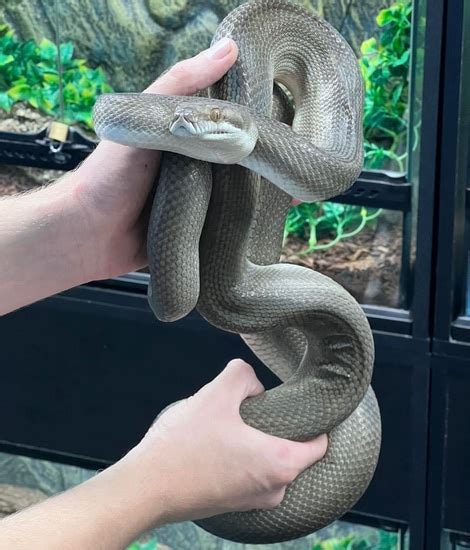 Patternless Axanthic Tanimbar Scrub Python Pair Wc By Mansfield Aquatic