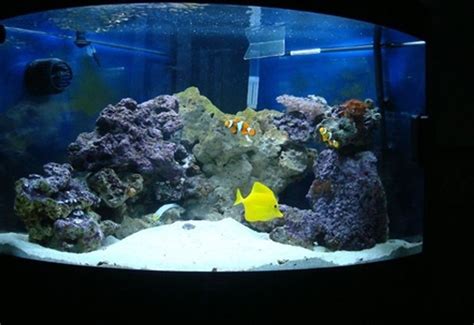 How To Deal With Marine Ich In The Saltwater Aquarium