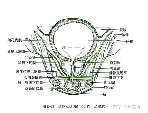 女性生殖系统解剖图（建议收藏） 知乎
