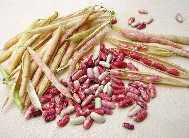 Посадка ФАСОЛИ в открытый грунт: когда и как сажать семена, уход ...