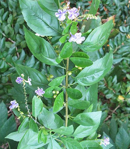 This Is The Mystery Plants Page Of Our A To Z Guide To Plants How To