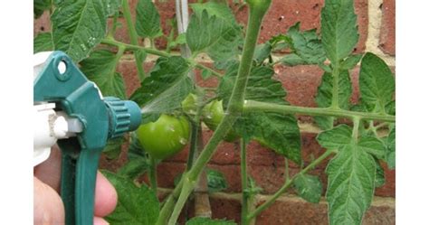 Растенията се нуждаят от храна Български Фермер