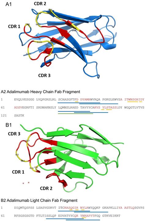 A1 Crystal Structure Of Adalimumab Heavy Chain Fab Fragment A2 Download Scientific Diagram