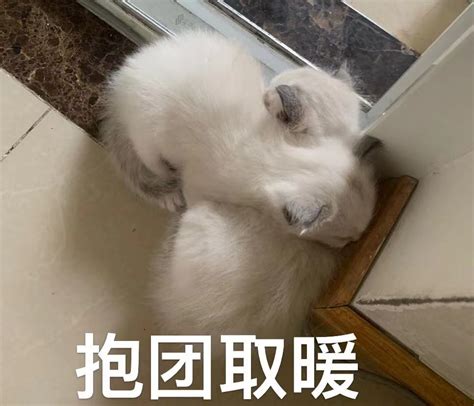 抱团取暖图片浏览 抱团取暖图片下载 酷吧图库