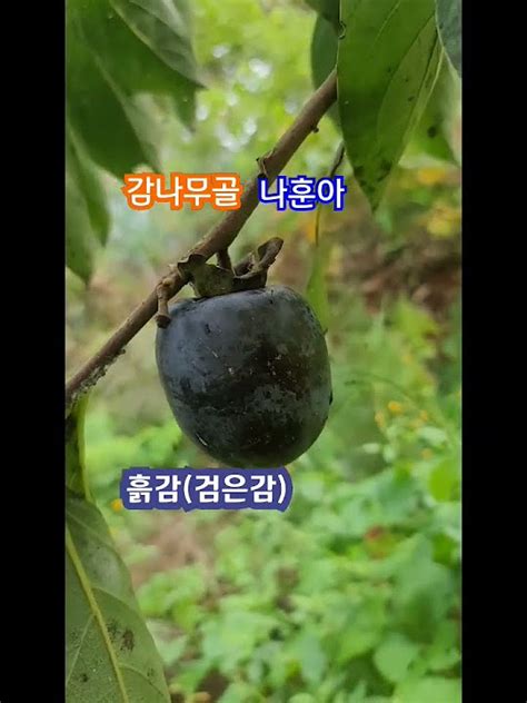 감나무골 가황나훈아 흑감을보셨나요 처음봅니다🫢😶‍🌫️ Youtube