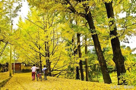 中國最美銀杏村、全國最有魅力休閒鄉村：騰衝江東銀杏村 每日頭條