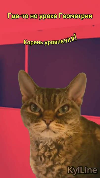 Где то на уроке Геометрии мем котик рек Shorts Youtube