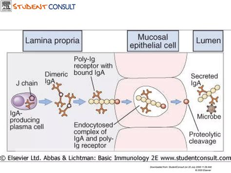 Immunology Viii Malt Ppt