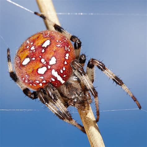The Four Spot Orb Weaver Is A Common Sight At This Tim Hunt Photography