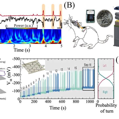 Real Time Detection And Processing Of Neural Signals A Combination
