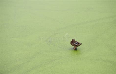 Female Wood Duck In Duck Weed Stock Image Image Of Bird Portrait