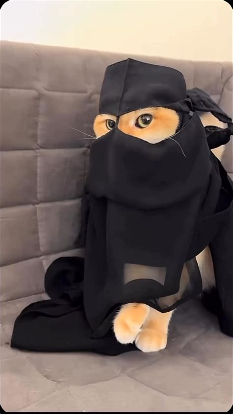 Mushuk Va Mushukchalar Котята Скоттиш фолд золотая текированая шиншилла Готовятся к продаже